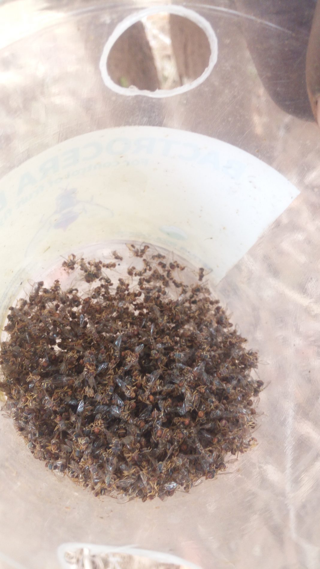 Fighting Fruit Flies without Synthetic Pesticides | Science Africa