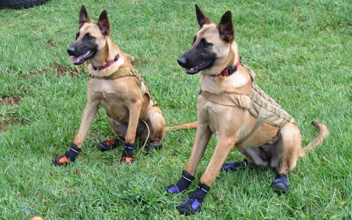Scat Detection Dogs Aiding Cheetah Conservation in Kenya | Science Africa