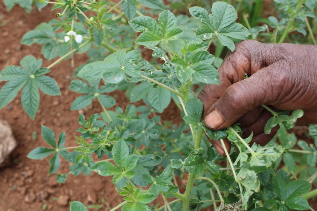 Biodiversity: African Scientists Launch Genomics Revolution | Science ...