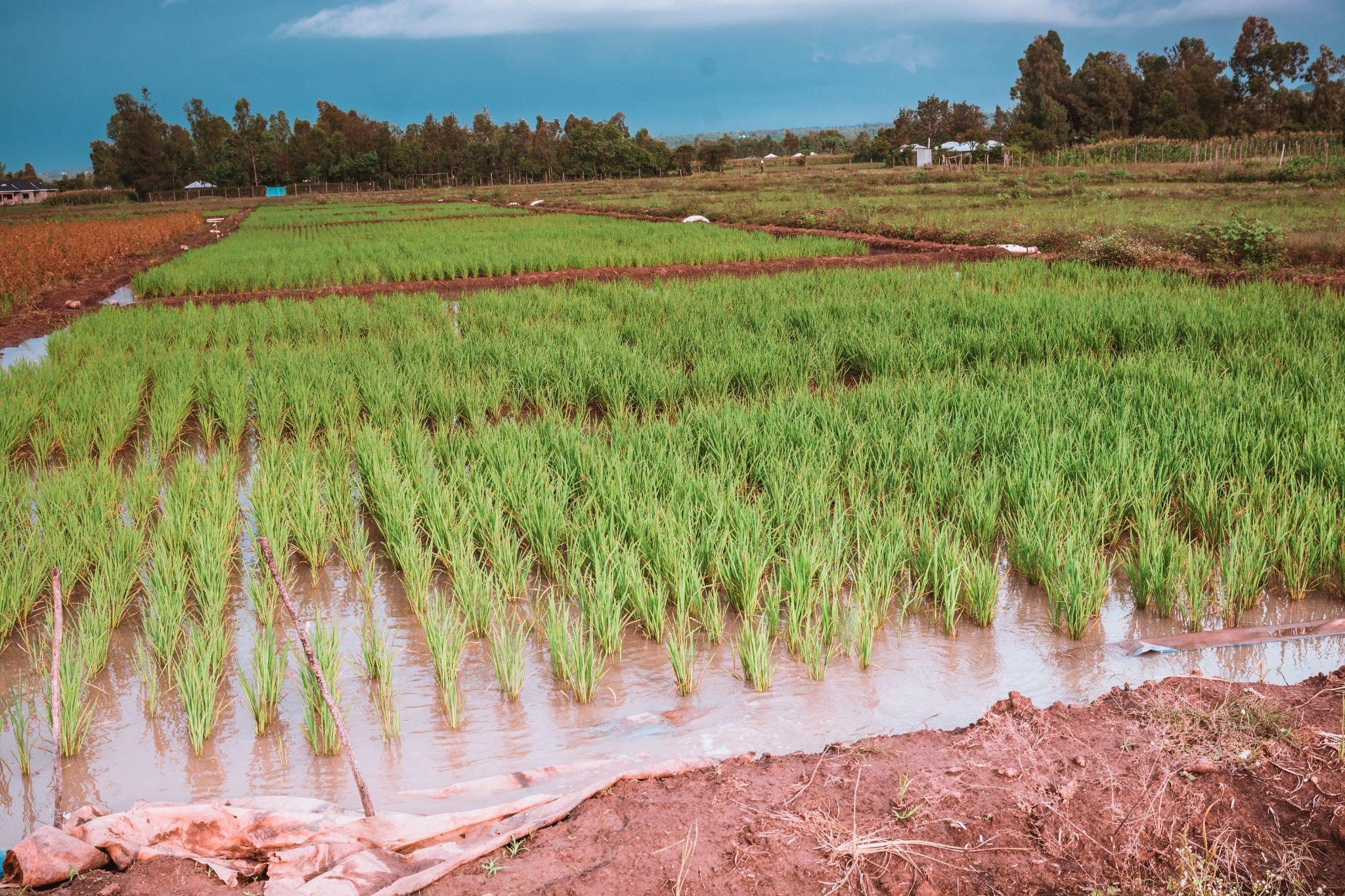 The Plight of an Ancient River in Kenya: The Degradation, Restoration ...