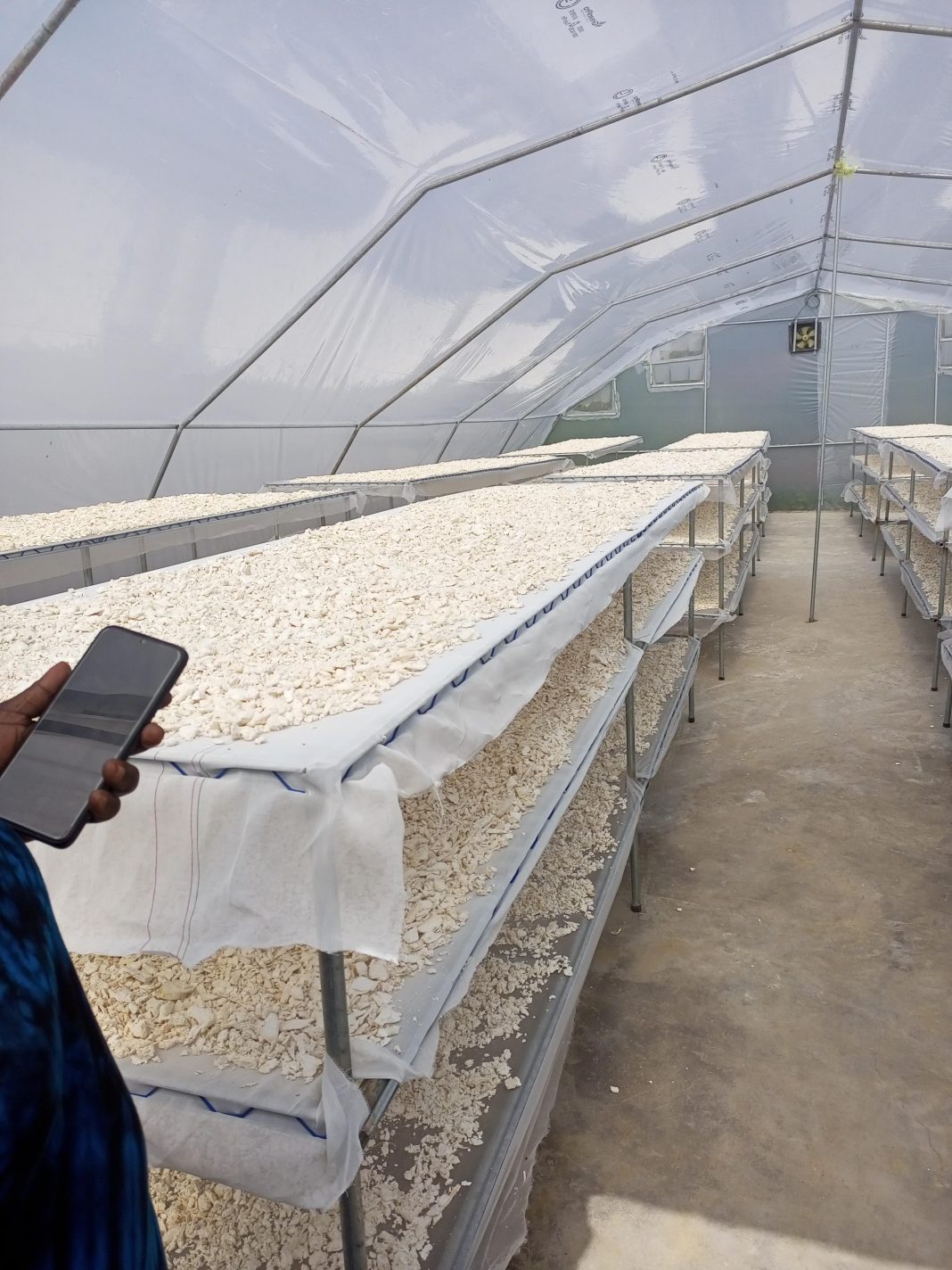 Kenya: Cassava Solar Driers Cushioning Farmers against Post-harvest ...