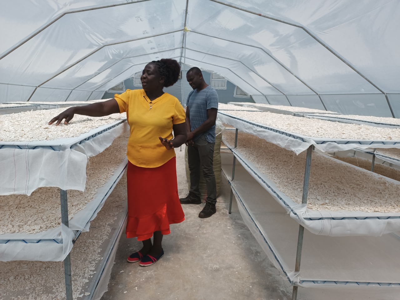 Kenya: Cassava Solar Driers Cushioning Farmers against Post-harvest ...