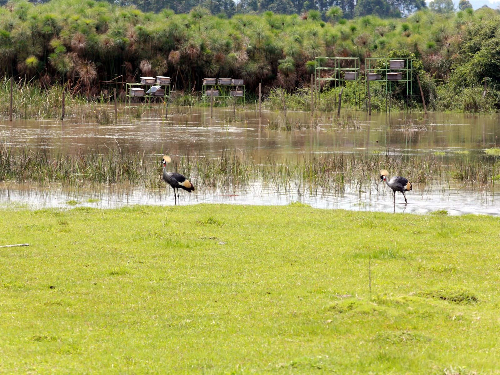 Kenya: Nandi County’s Wetland Restoration Efforts Bringing Back Swamp ...