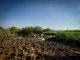 Kenya: Biodiversity Gains, Loses of River Yala | Science Africa