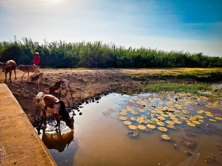 Kenya: Biodiversity Gains, Loses of River Yala | Science Africa