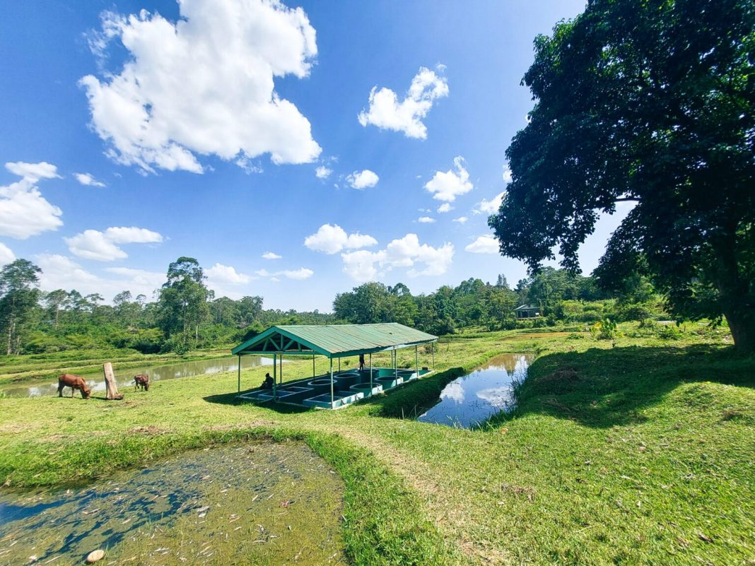 Kenya: Biodiversity Gains, Loses of River Yala | Science Africa