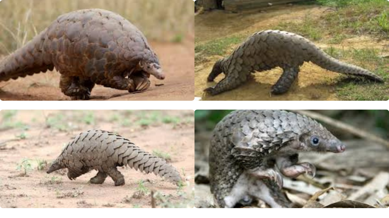 Unverified Medicinal Claims Drives Extinction of Pangolins | Science Africa
